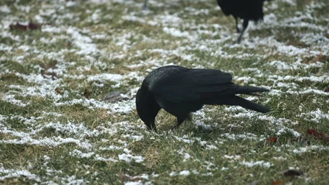 Crow eating seed from snowy grass and wa... | Stock Video | Pond5