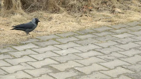 Crow eating switchgrass in urban park | Stock Video | Pond5