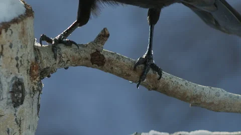 Crow, feet, slowmo closeup of feet and t... | Stock Video | Pond5