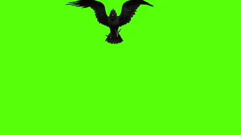 Crow First Flight Green Screen Animation... | Stock Video | Pond5