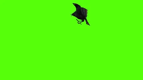 Crow First Flight Green Screen Animation... | Stock Video | Pond5