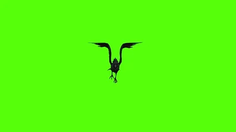 Crow Flapping Wings Green Screen Animati... | Stock Video | Pond5