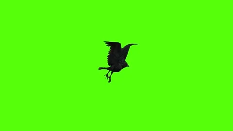 Crow Flapping Wings Green Screen Animati... | Stock Video | Pond5