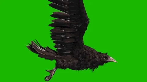 Crow Green Screen Stock Video Footage | Royalty Free Crow Green Screen ...