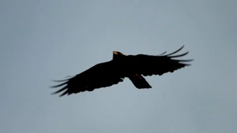 Crow In Flight, Fly, Flying | Stock Video | Pond5