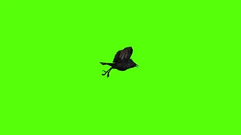 Crow Green Screen Stock Videos – Royalty-Free HD & 4K Videos
