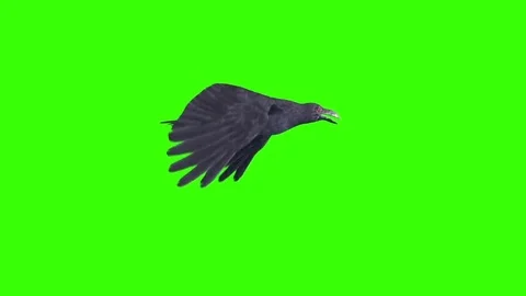 Crow Fly Loop Animals Birds Side Green S... | Stock Video | Pond5