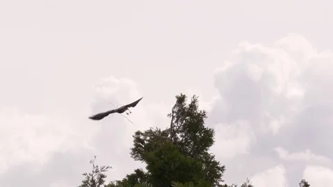 Raven Tree Stock Videos – Royalty-Free HD & 4K Videos | Pond5