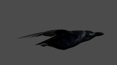 Crow Flying Animation (10secLoop) | Stock Video | Pond5