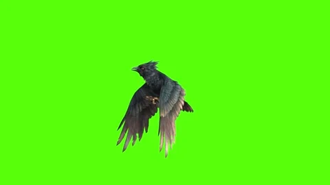Crow Flying Green Screen Animation and 3... | Stock Video | Pond5