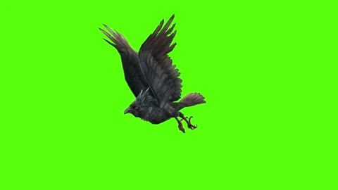 Crow Flying Green Screen Animation and 3... | Stock Video | Pond5