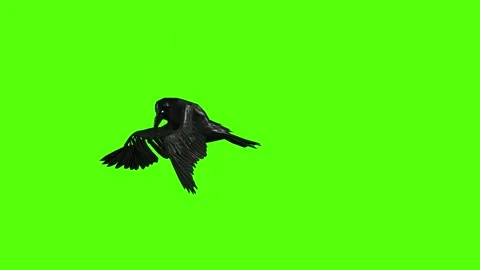 Crow Flying Green Screen Animation 4K Re... | Stock Video | Pond5