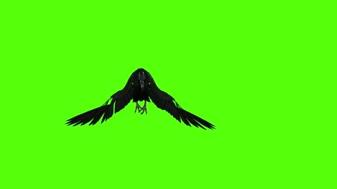 Crow Flying Green Screen Animation 4K Re... | Stock Video | Pond5