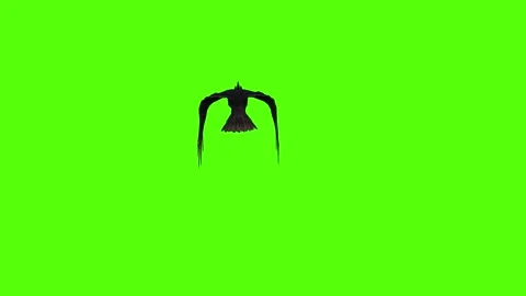 Crow Flying Green Screen Animation 4K Re... | Stock Video | Pond5