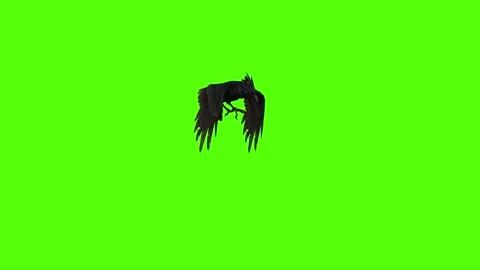 Crow Flying Green Screen Animation 4K Re... | Stock Video | Pond5