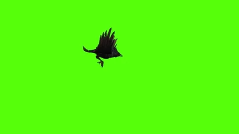 Crow Flying Static Green Screen Animatio... | Stock Video | Pond5