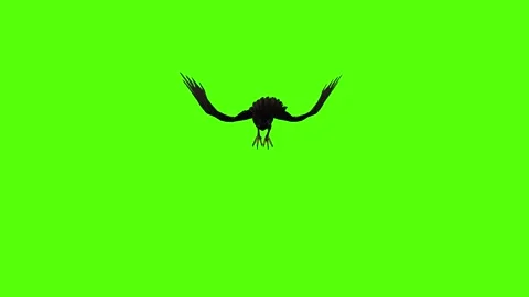 Crow Flying Static Green Screen Animatio... | Stock Video | Pond5