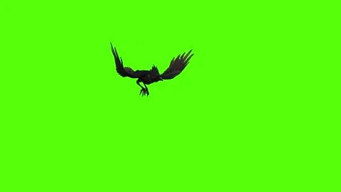 Crow Flying Static Green Screen Animatio... | Stock Video | Pond5