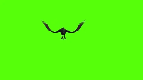 Crow Flying Static Green Screen Animatio... | Stock Video | Pond5