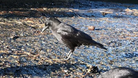 Crow getting attacked by another crow in... | Stock Video | Pond5