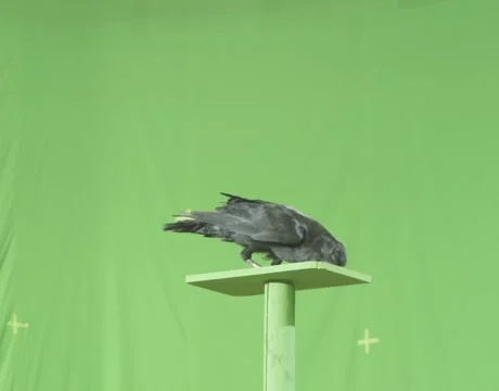 Crow Green Screen Stock Video Footage | Royalty Free Crow Green Screen ...