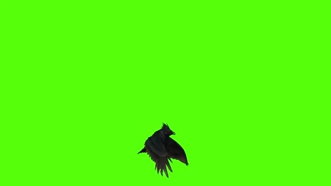 Crow Hibernate Green Screen Animation 4K... | Stock Video | Pond5