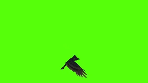 Crow Hibernate Green Screen Animation 4K... | Stock Video | Pond5