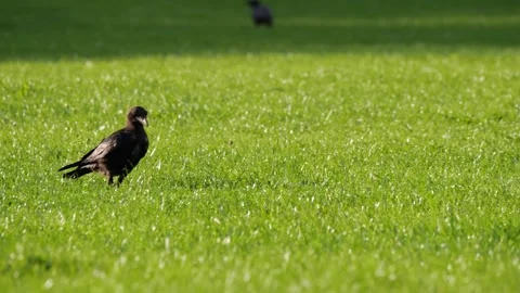 Crow hopping across green grass lawn loo... | Stock Video | Pond5