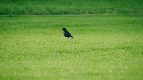 Crow hopping across green grass lawn loo... | Stock Video | Pond5