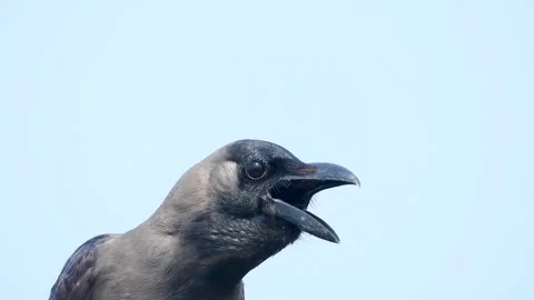 Caw Stock Video Footage | Royalty Free Caw Videos | Pond5