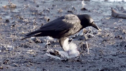 Crow Pecking at a Plastic Bag | Stock Video | Pond5