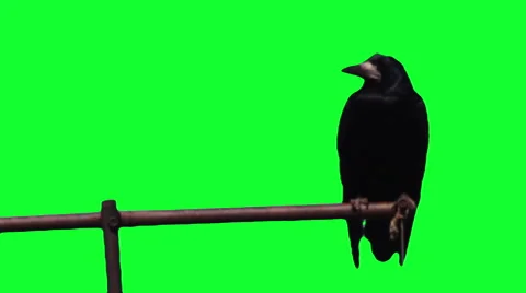 Crow on a pole. green screen, Chroma key... | Stock Video | Pond5