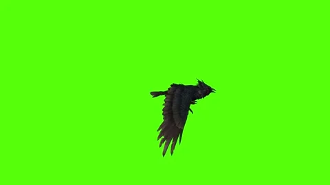 Crow Pounce Green Screen Animation 4K Re... | Stock Video | Pond5