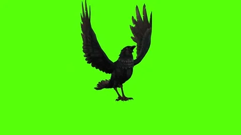 Crow Preening Green Screen Animation 4K ... | Stock Video | Pond5