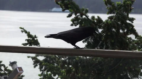 Crow on the railing | Stock Video | Pond5
