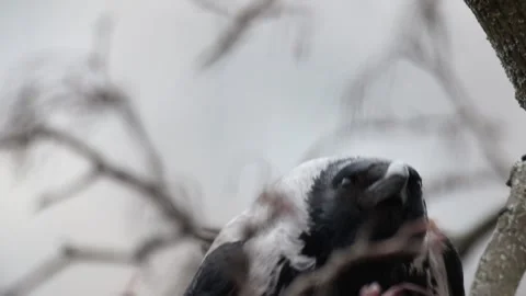 Crow Screaming Stock Videos – Royalty-Free HD & 4K Videos | Pond5