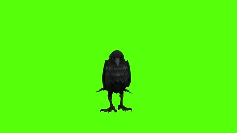 Crow Sitting Idle Green Screen Animation... | Stock Video | Pond5