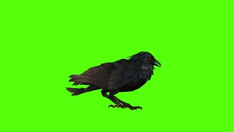 Crow Sitting Idle Green Screen Animation... | Stock Video | Pond5