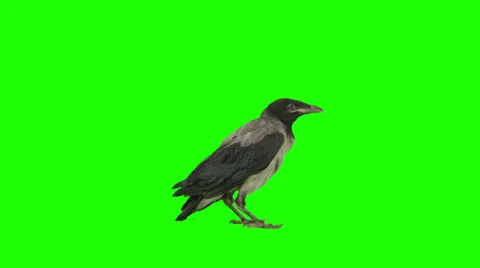 Green Screen Crow Stock Footage ~ Royalty Free Stock Videos | Pond5