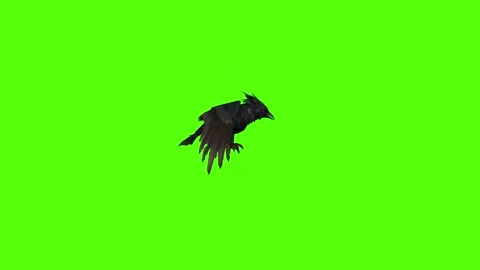Crow Strike Green Screen Animation 4K Re... | Stock Video | Pond5