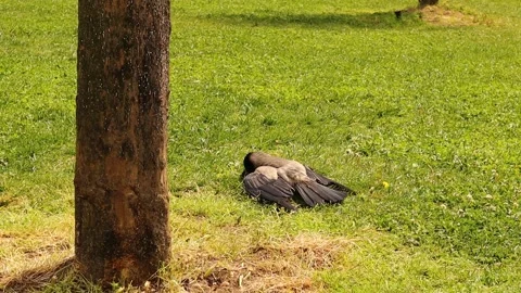 Crow sunbathing | Hooded crows. Grey cr... | Stock Video | Pond5