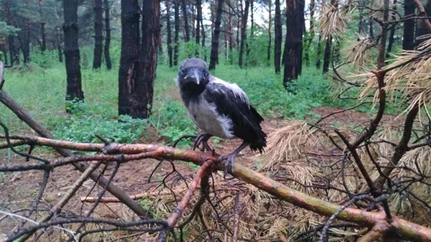 crow on the tree. crow in hand. crow chi... | Stock Video | Pond5