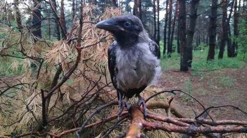 crow on the tree. crow in hand. crow chi... | Stock Video | Pond5