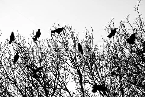 Crow on the tree. crow in hand. crow chick. people are holding in their ...