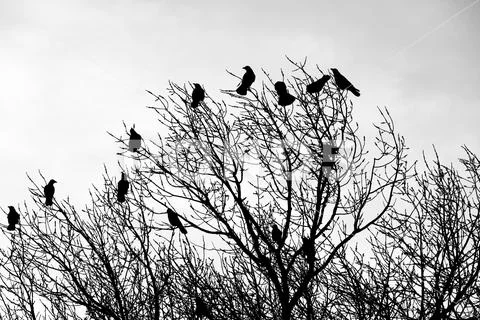 Crow on the tree. crow in hand. crow chick. people are holding in their ...