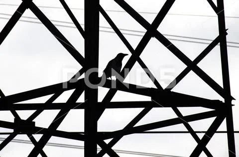 Crow on the tree. crow in hand. crow chick. people are holding in their ...