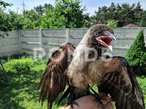 Photograph: Crow on the tree. crow in hand. crow chick. people are ...