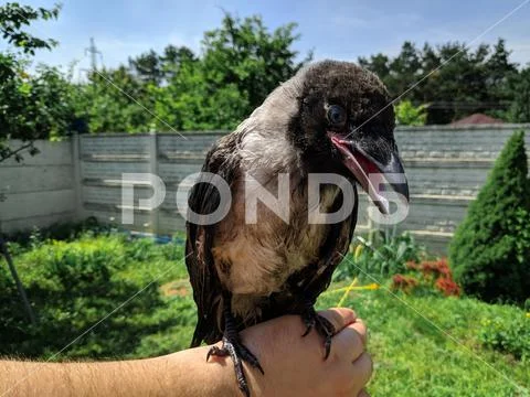Crow on the tree. crow in hand. crow chick. people are holding in their ...