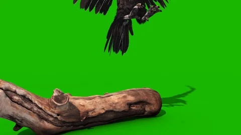 Green Screen Crow Stock Footage ~ Royalty Free Stock Videos | Pond5