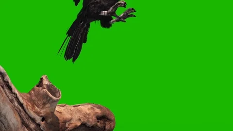 Green Screen Crow Stock Footage ~ Royalty Free Stock Videos | Pond5
